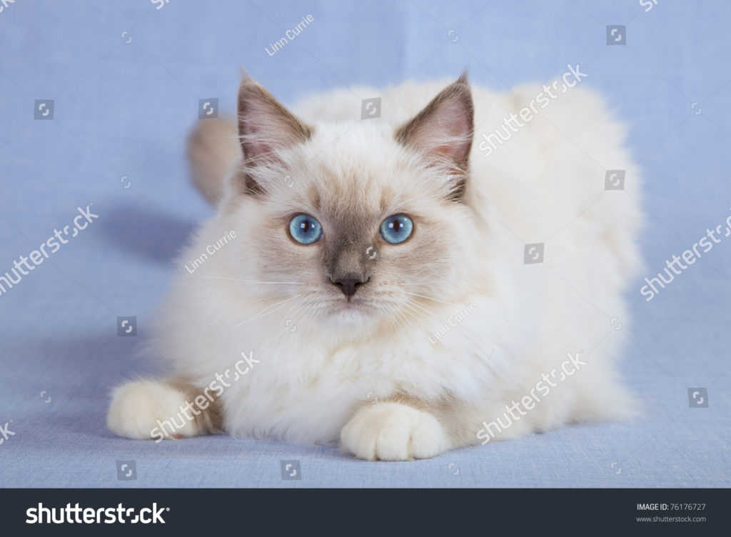stock-photo-blue-mitted-ragdoll-kitten-on-blue-background-76176727 ...