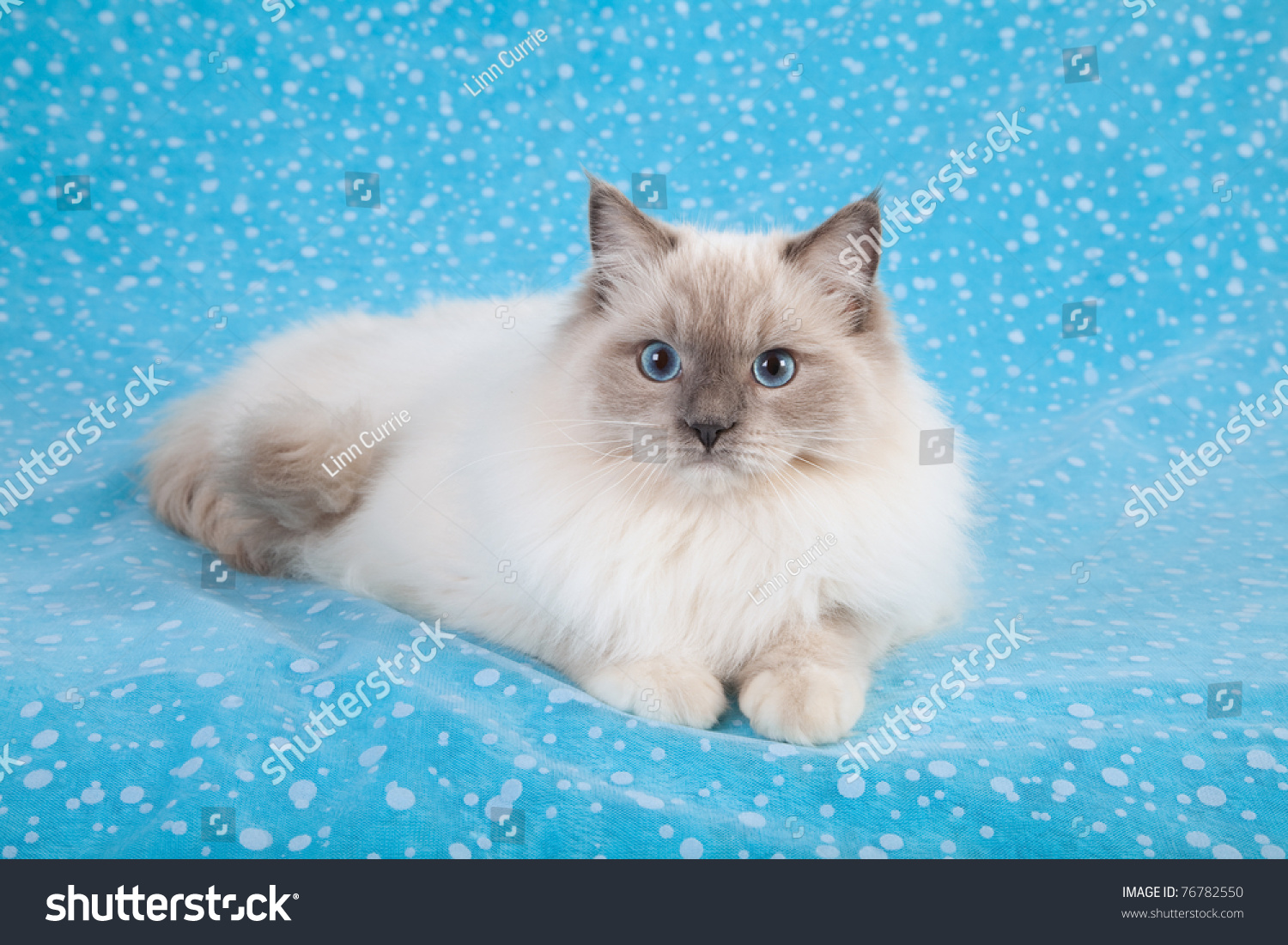stock-photo-bluepoint-mitted-ragdoll-on-blue-background-76782550 ...
