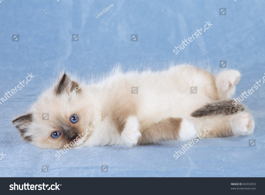 stock-photo-cute-ragdoll-kitten-on-blue-background-60353053 | Ragdolls ...