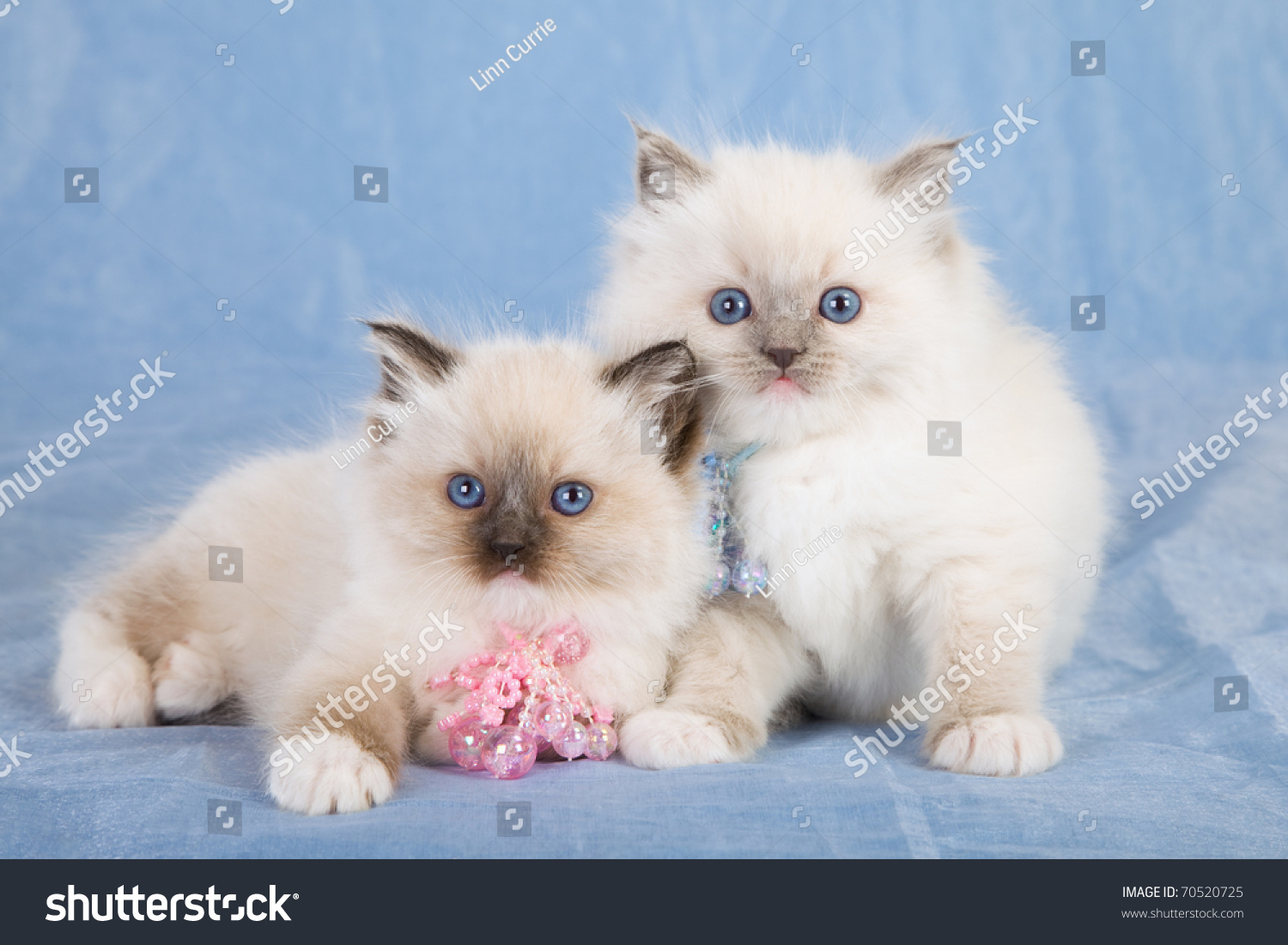 stock-photo-ragdoll-kittens-on-blue-background-70520725 – Ragdolls Palace