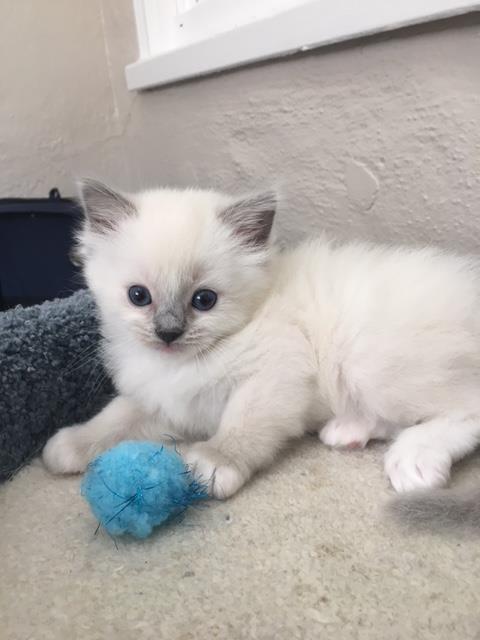 Blue point boy with white mittens – Ragdolls Palace