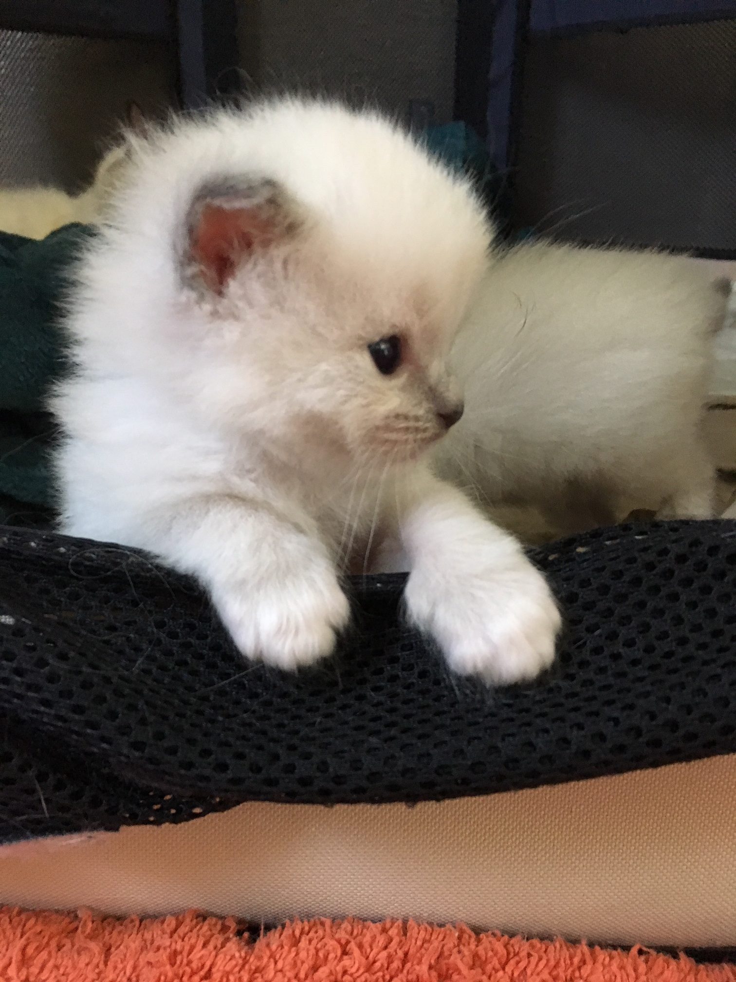 Seal point boy with mittens – Ragdolls Palace