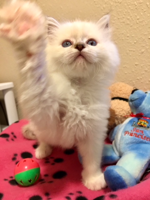 Seal point lynx girl with mittens14 – Ragdolls Palace